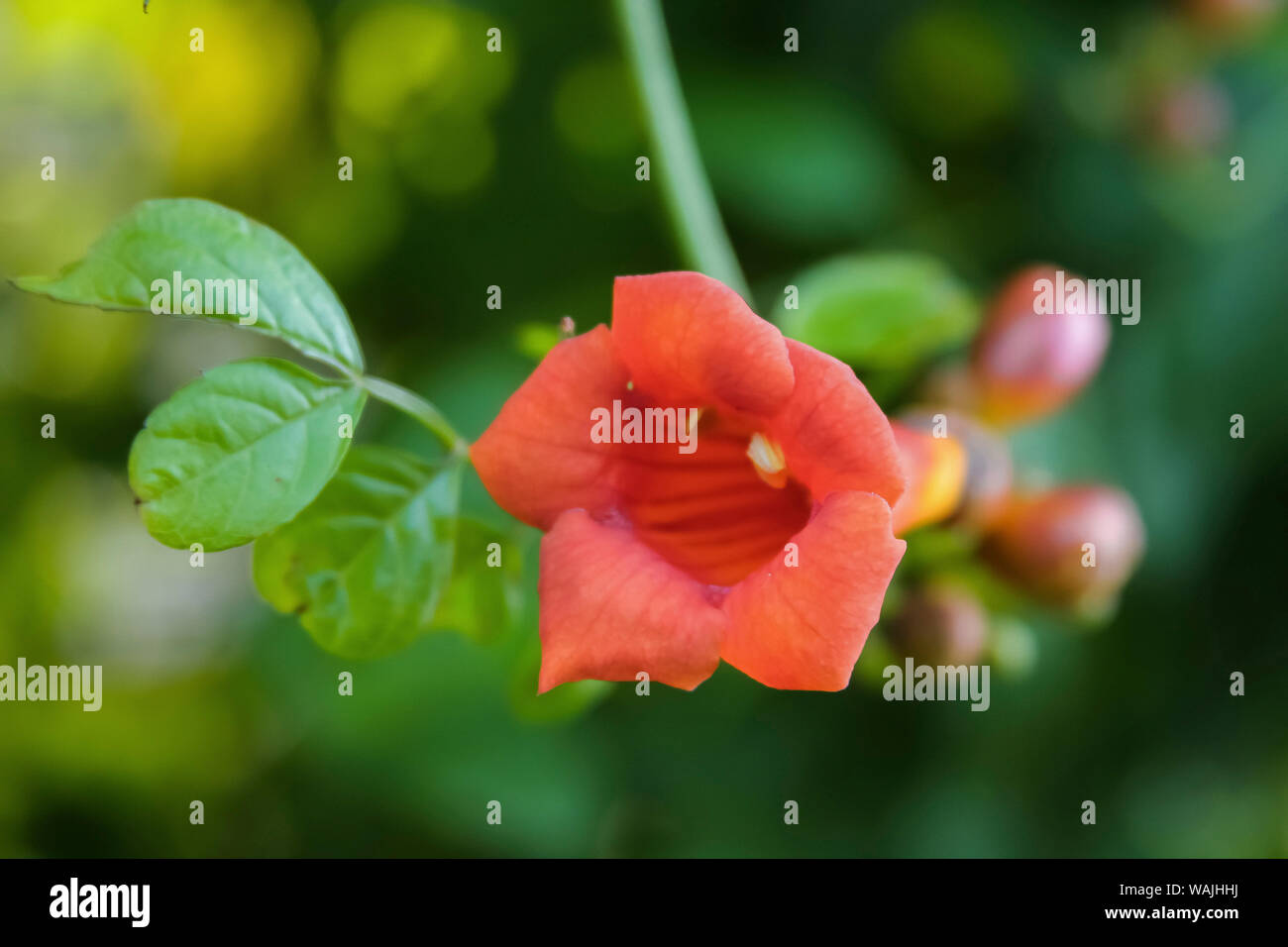 Orange bloom of hummingbird vine Stock Photo - Alamy