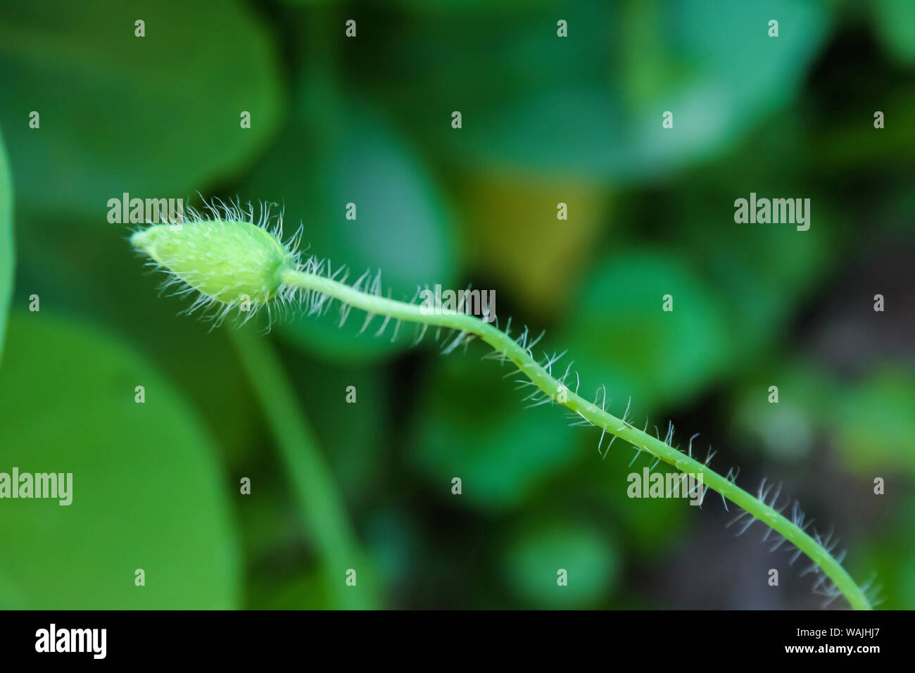 Poppy flower bud Stock Photo - Alamy