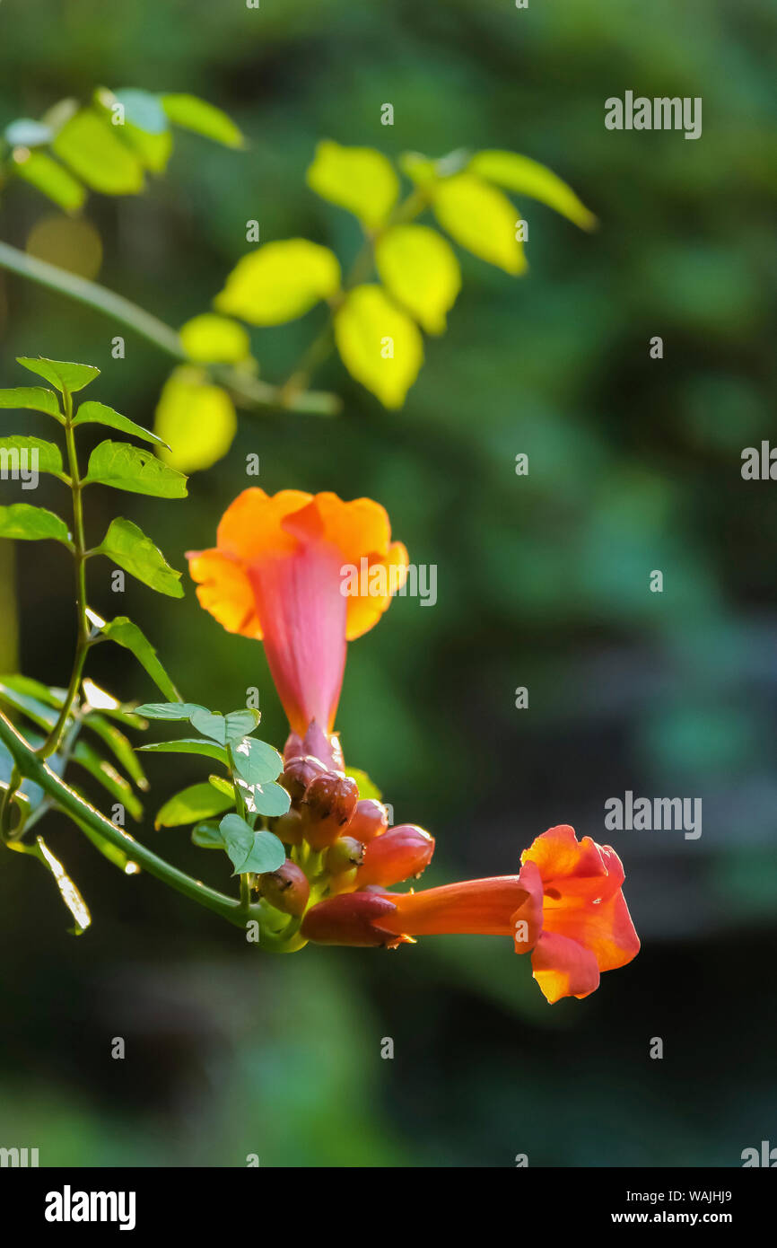 Orange bloom of hummingbird vine Stock Photo - Alamy