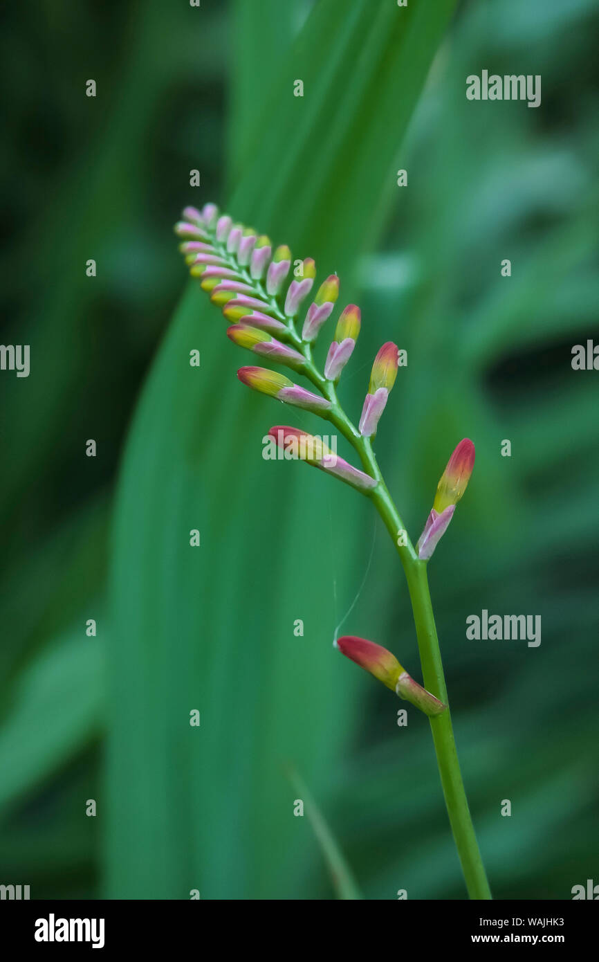 Flower buds on stem Stock Photo - Alamy