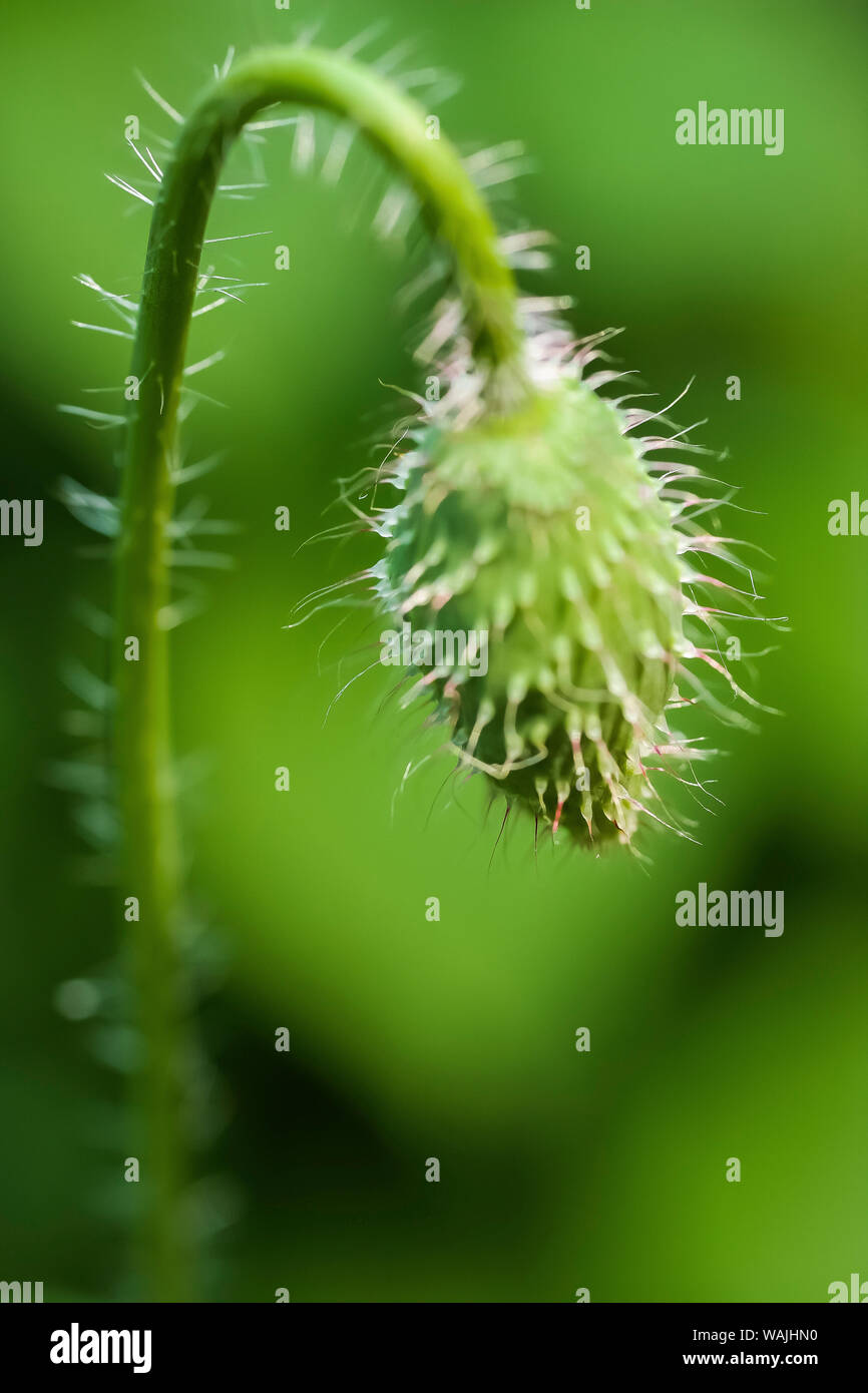 Poppy flower bud Stock Photo - Alamy