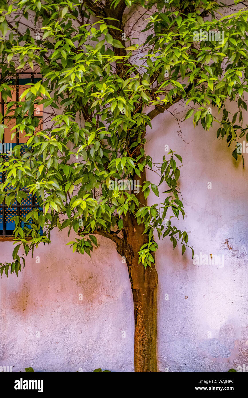 Tree and wall Stock Photo - Alamy