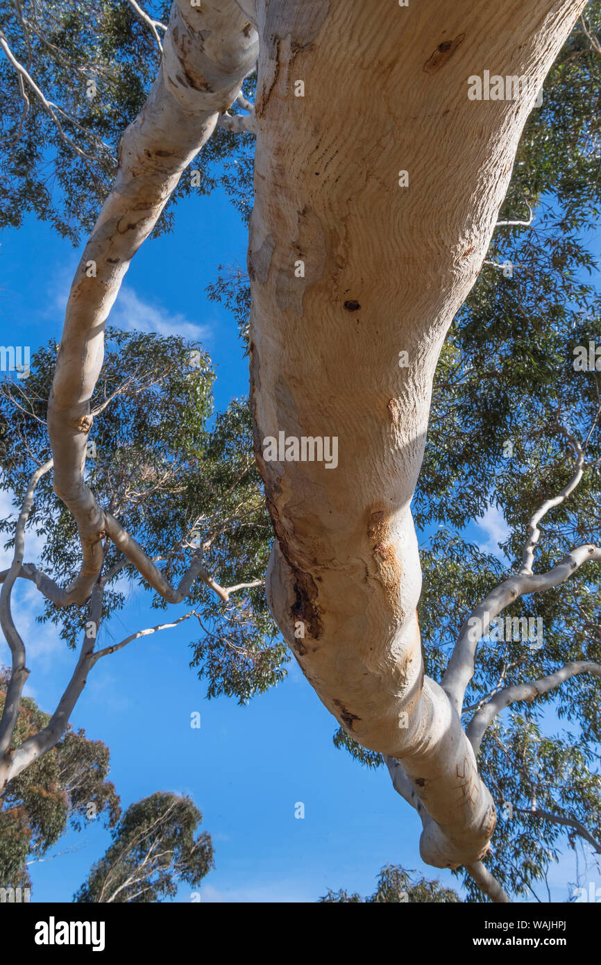 Vertical image of a large, long limb of a eucalyptus tree reaching into ...