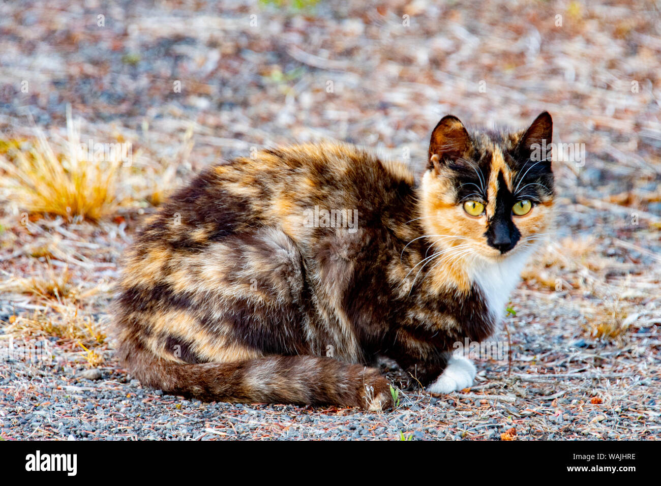 Black calico hi-res stock photography and images - Alamy