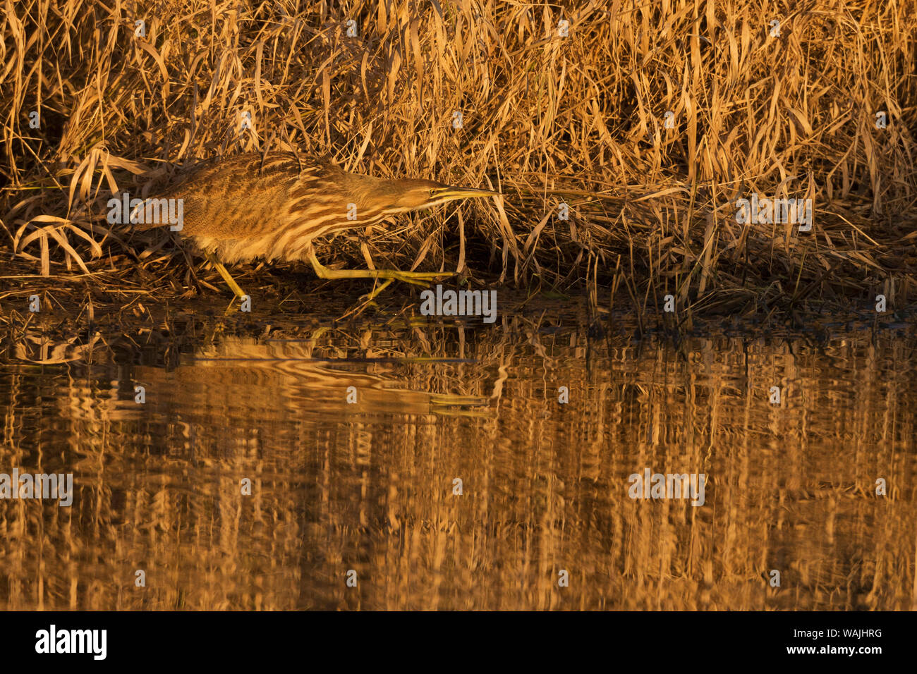 Camouflaged American bittern Stock Photo - Alamy