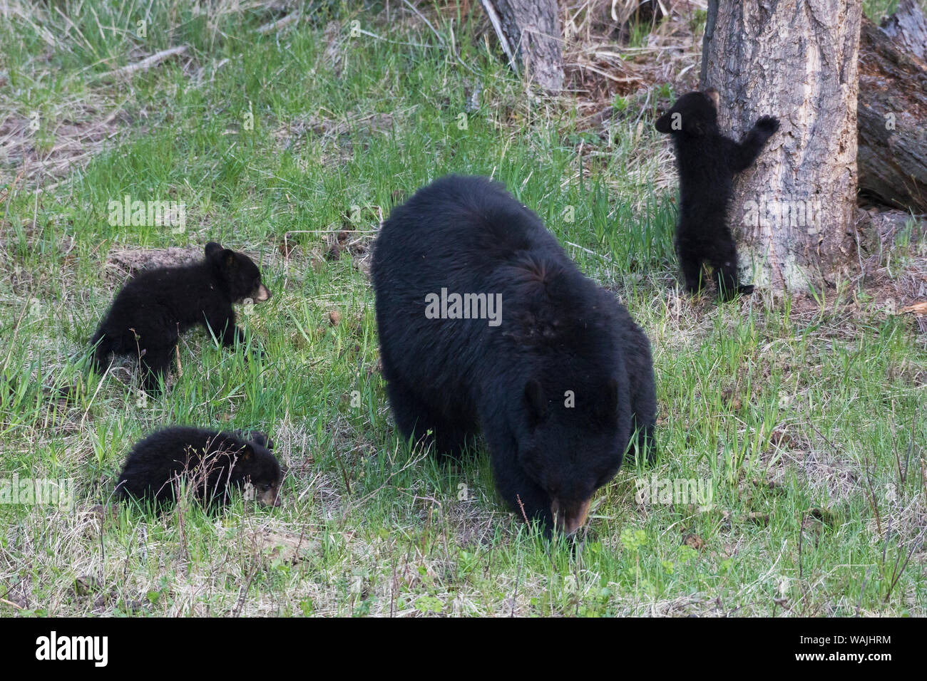 Three Black Bear Cubs