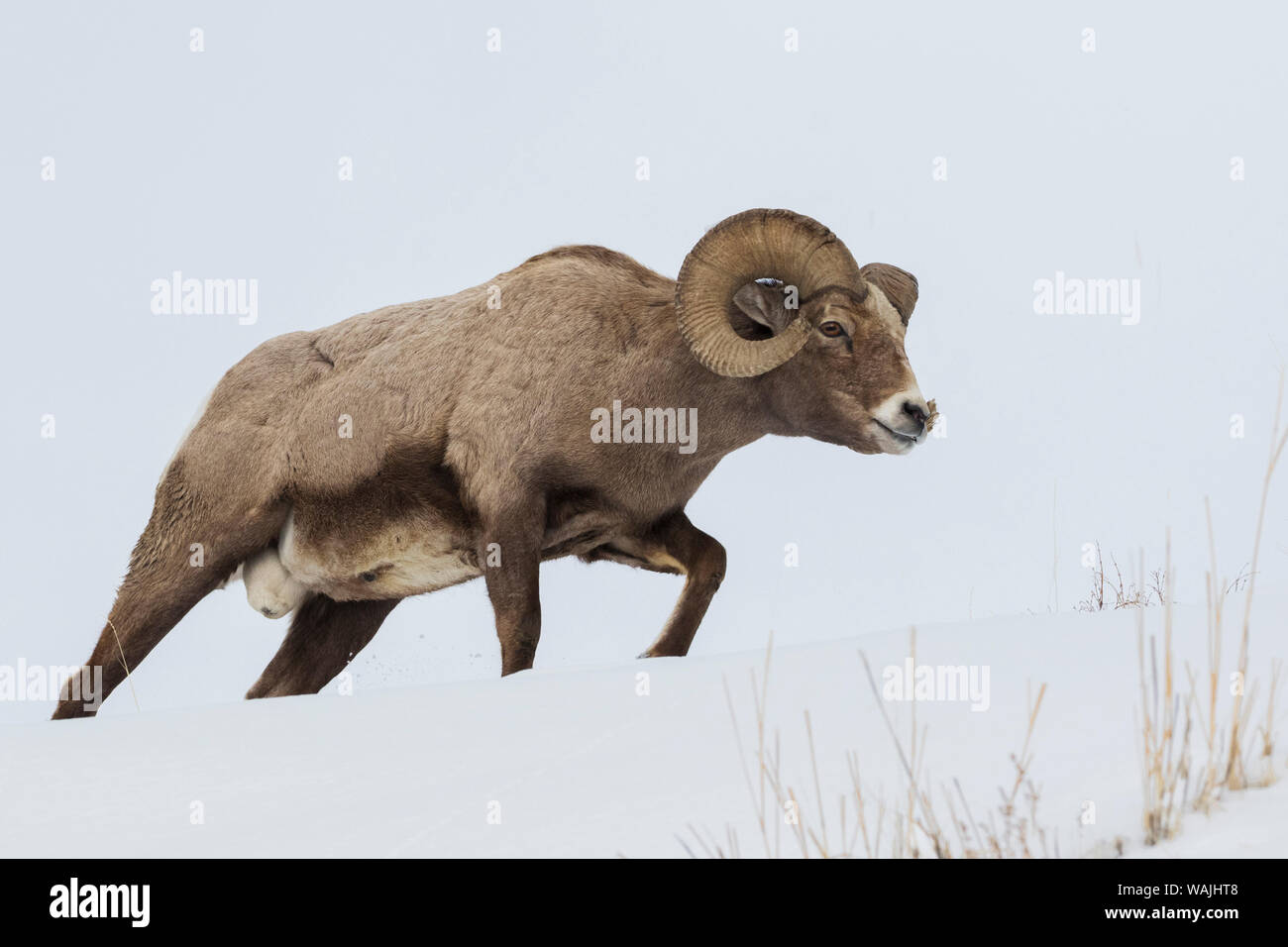 Rocky Mountain bighorn sheep ram Stock Photo - Alamy