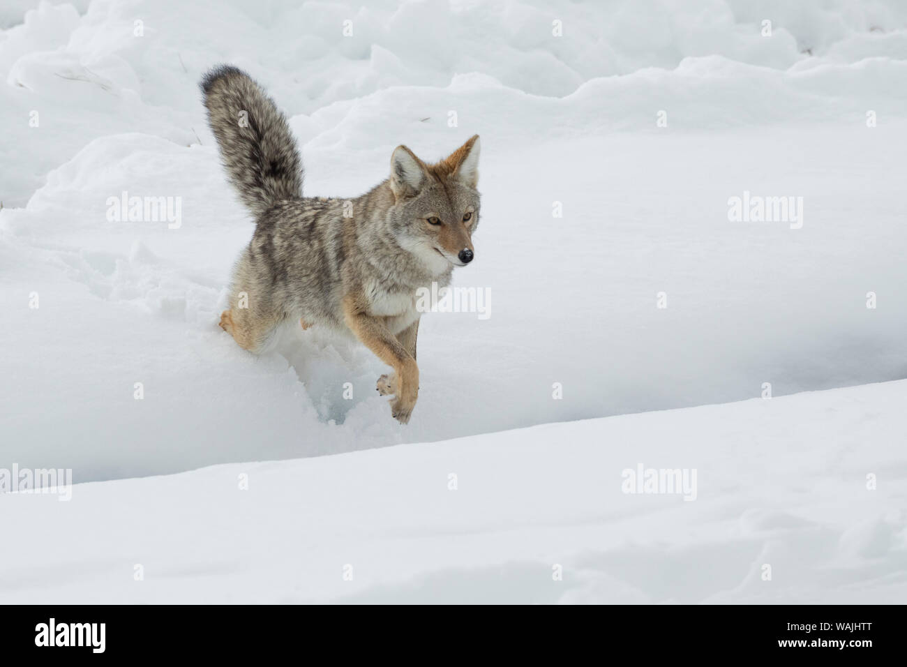 Coyote leaping across stream bed Stock Photo - Alamy