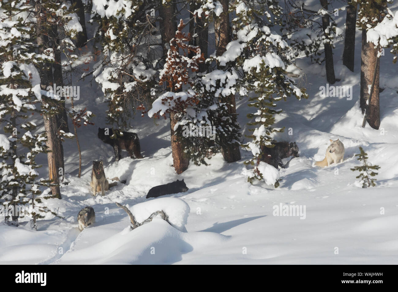 Gray wolves yellowstone hi-res stock photography and images - Alamy