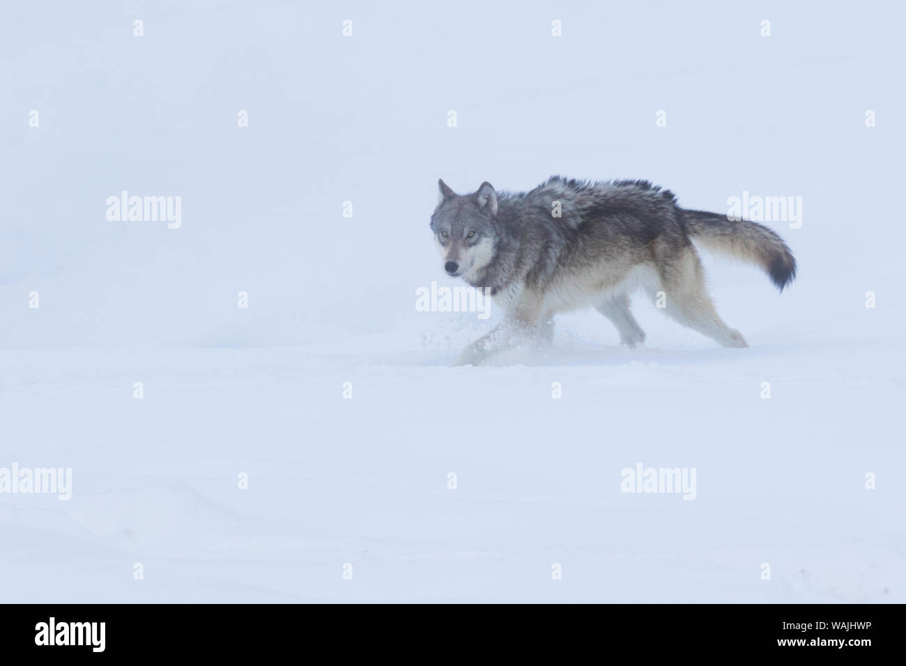 Gray wolf on the move Stock Photo - Alamy