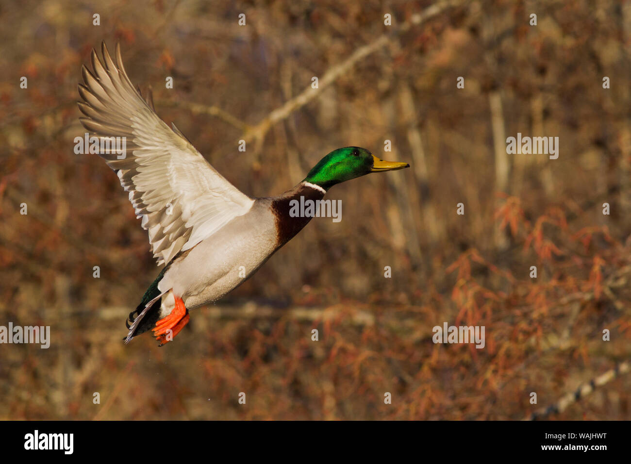 Drake flying hi-res stock photography and images - Alamy