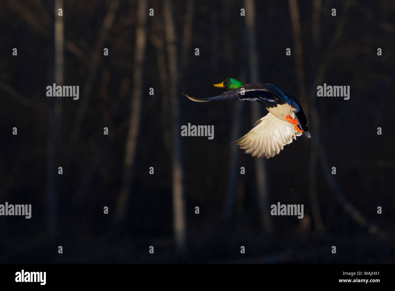 Mallard drake flying Stock Photo - Alamy
