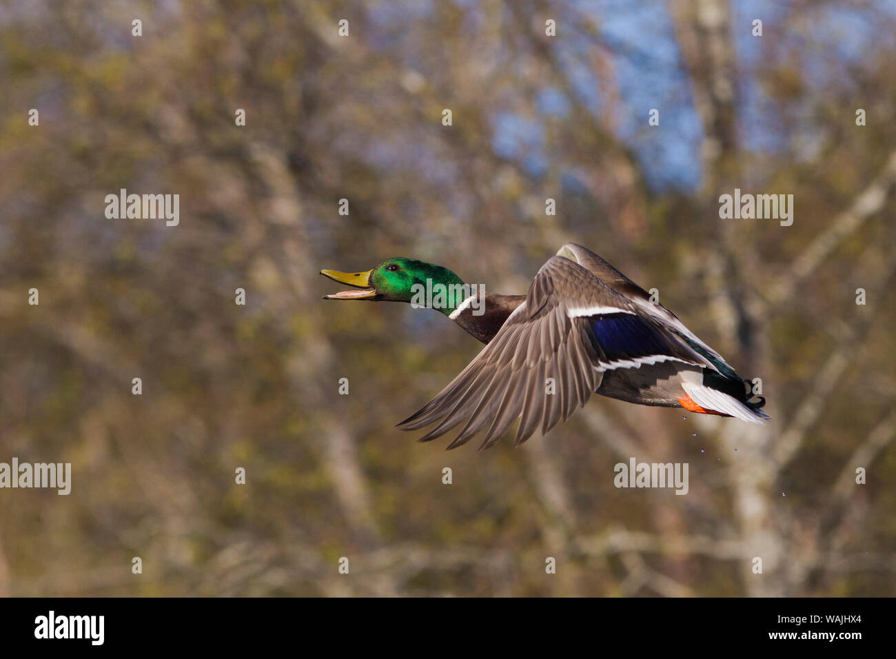 Drake flying hi-res stock photography and images - Alamy