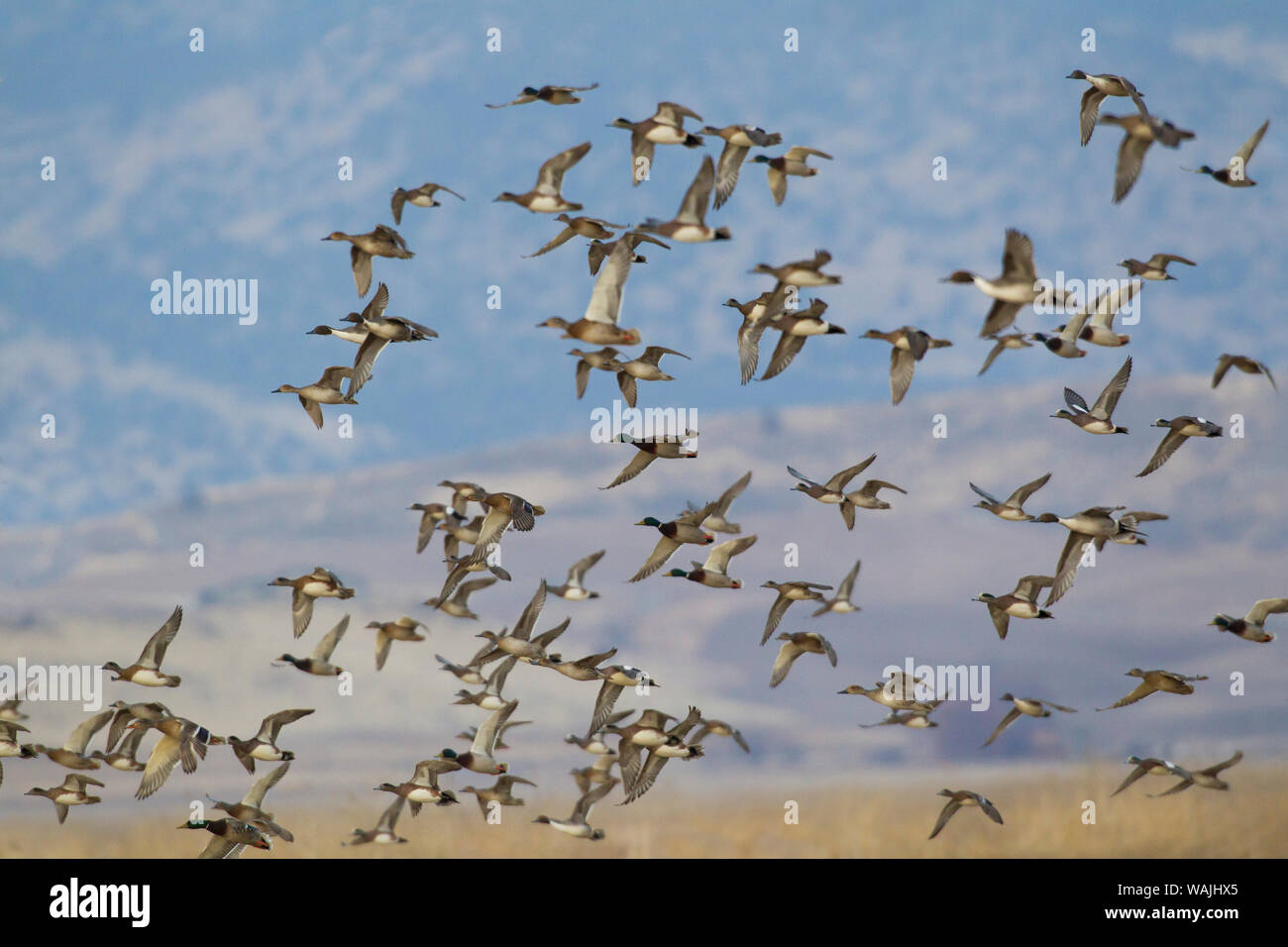 Mixed flock of waterfowl flying Stock Photo - Alamy