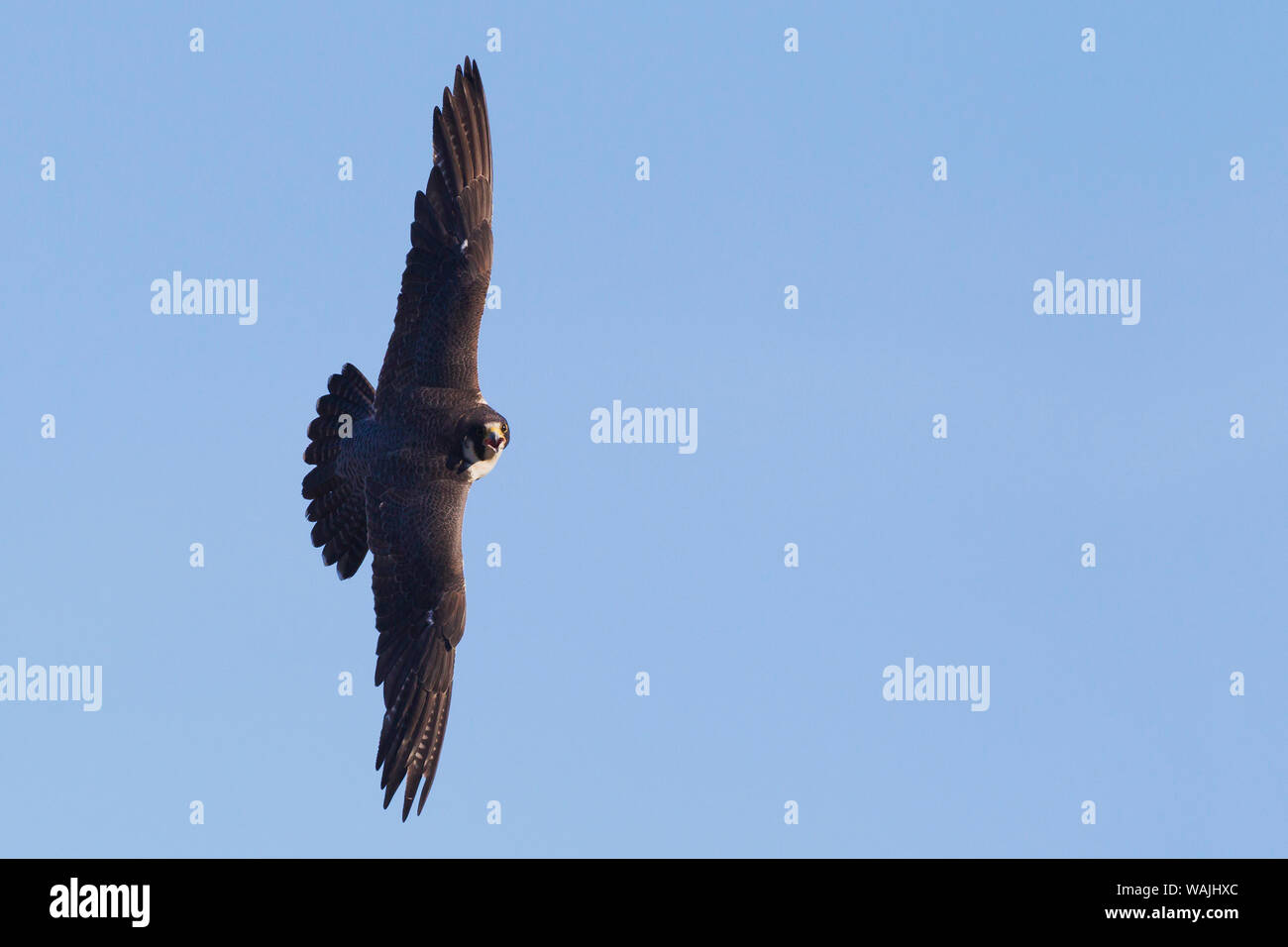 Peregrine Falcon Flying Stock Photos & Peregrine Falcon Flying Stock ...