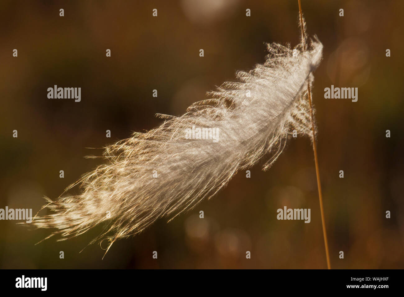 Stem of feather hi-res stock photography and images - Alamy