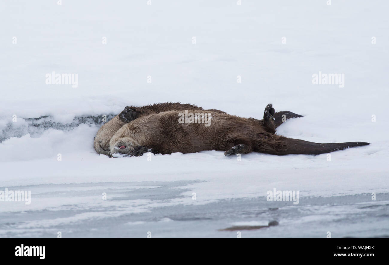 Dead otter hi-res stock photography and images - Alamy