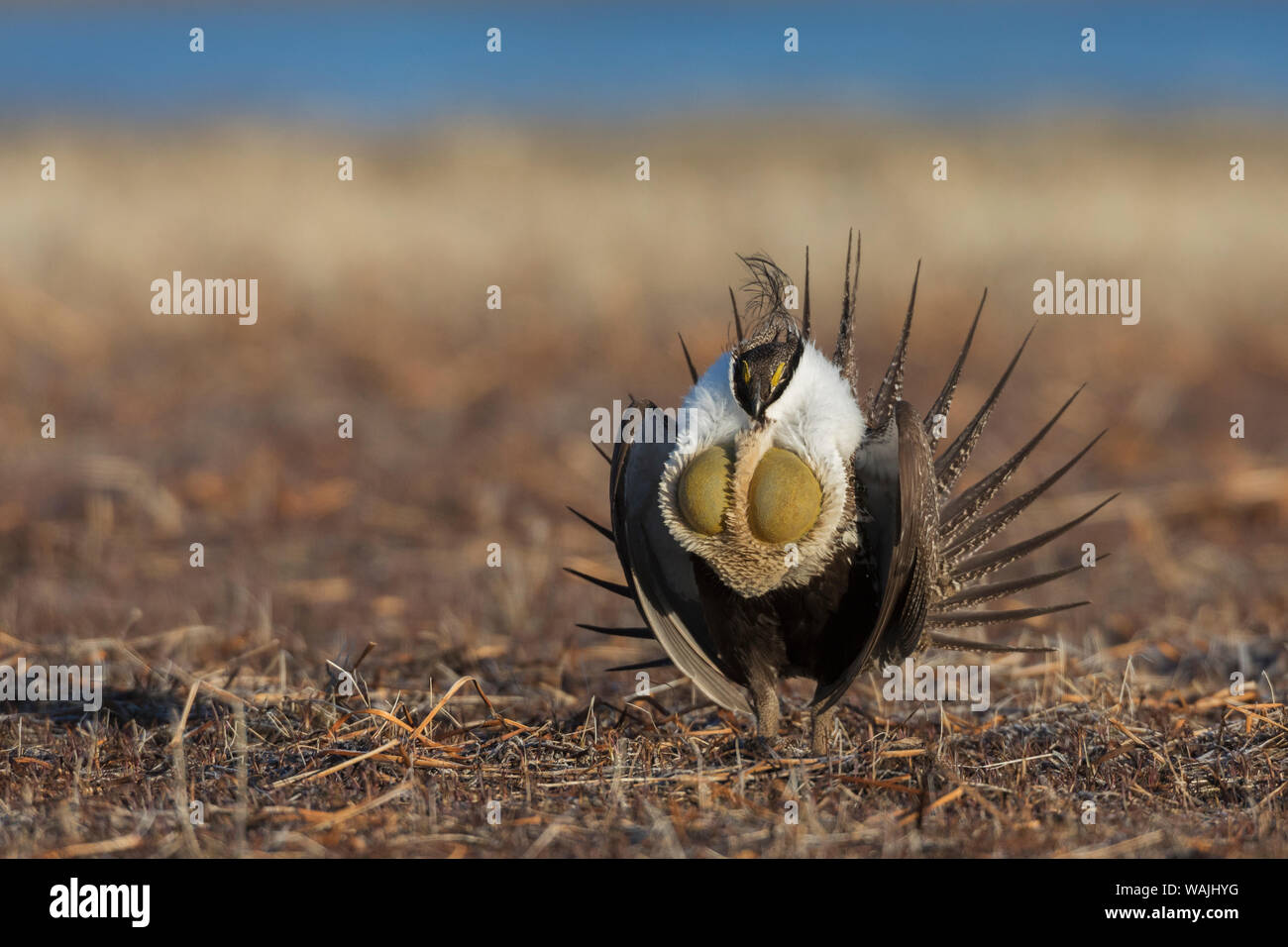 Greater performance hi-res stock photography and images - Alamy