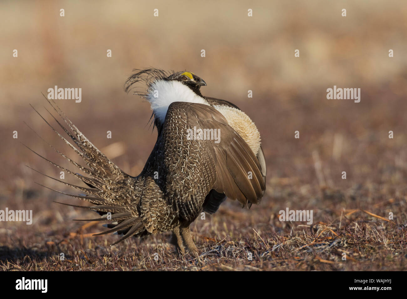 Ken sage hi-res stock photography and images - Alamy