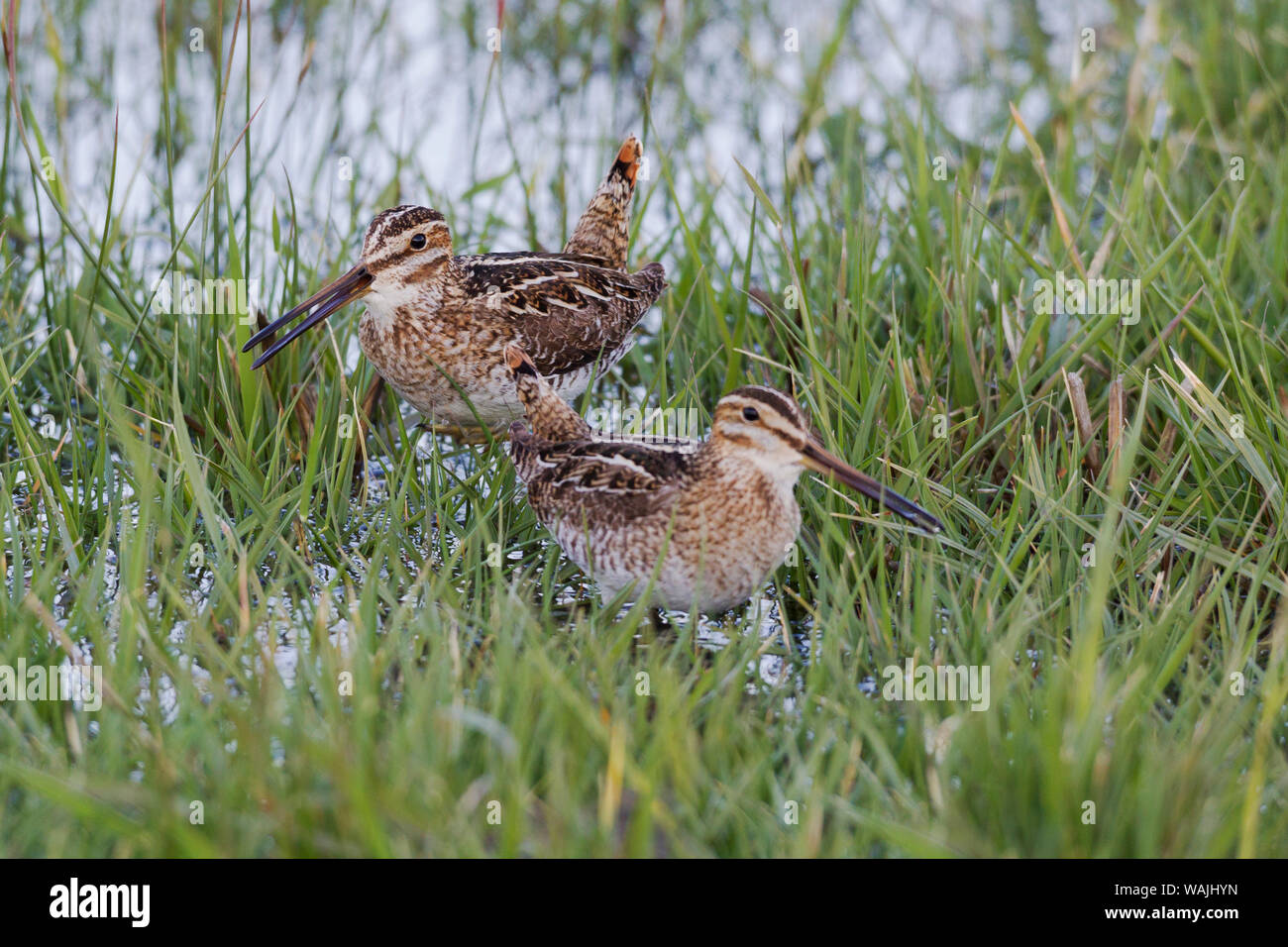 Courting wildlife hi-res stock photography and images - Alamy