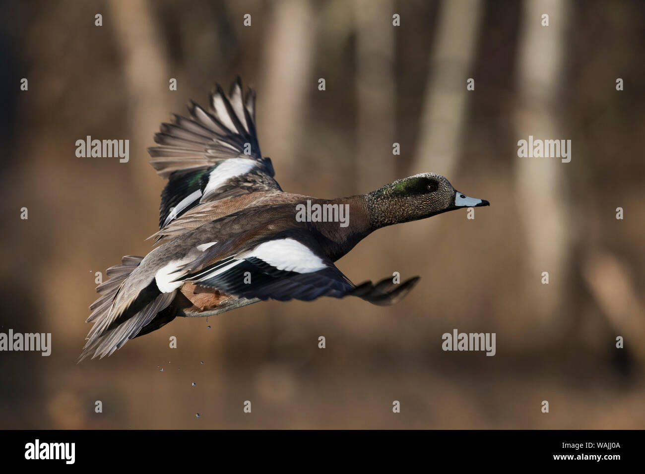 Wigeon drake hi-res stock photography and images - Alamy