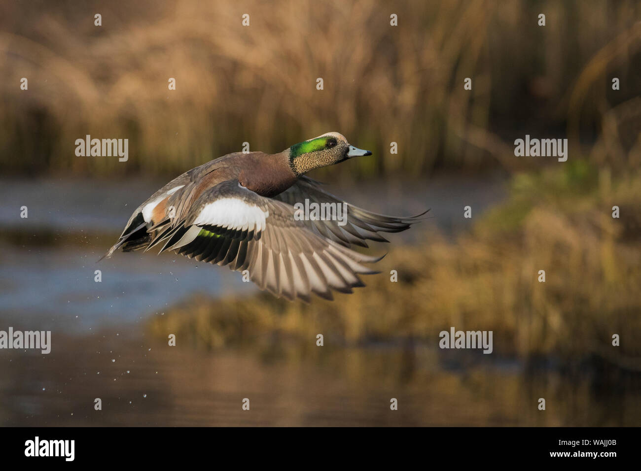 American wigeon drake Stock Photo - Alamy