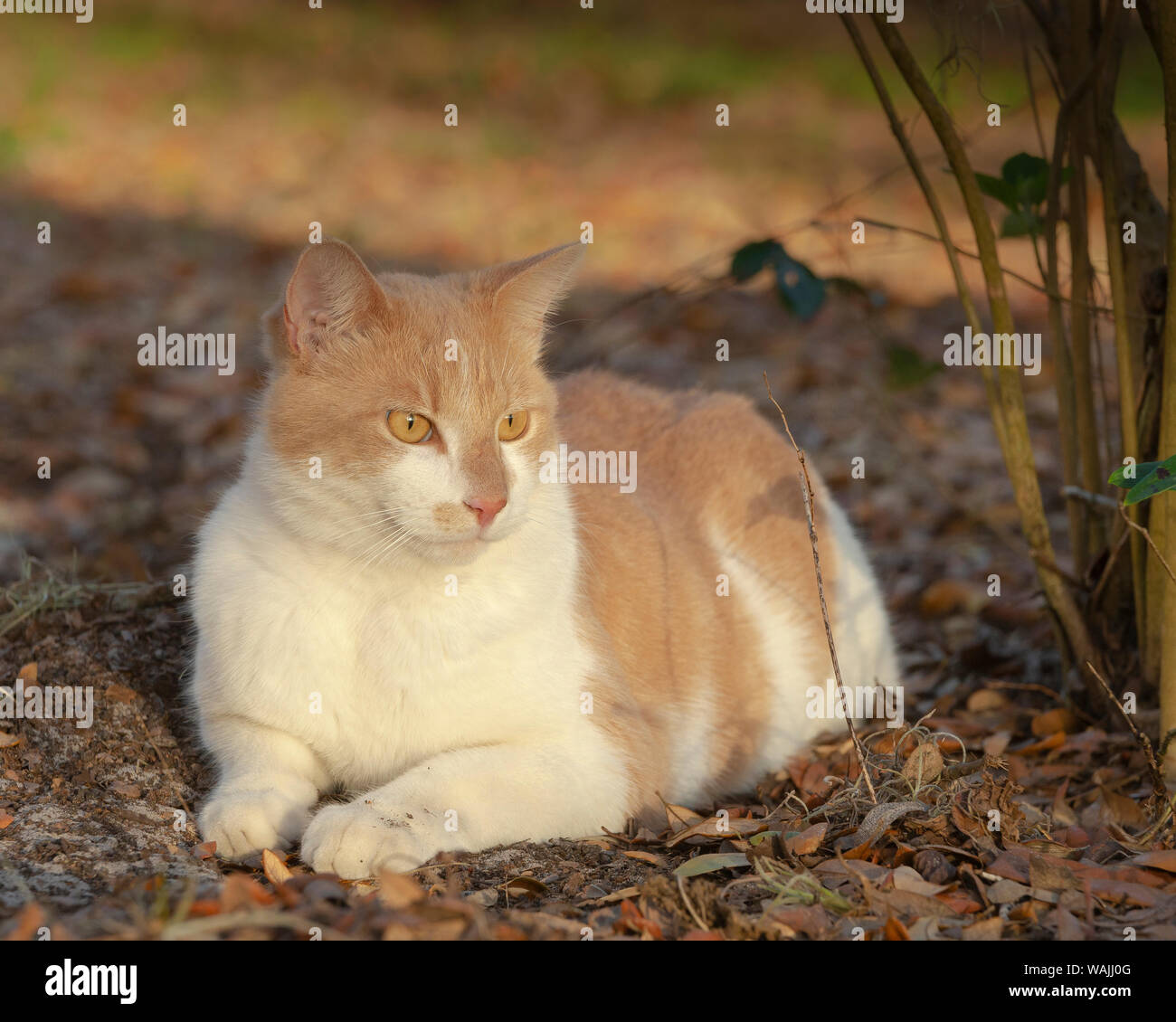 Predatory cat hi-res stock photography and images - Alamy