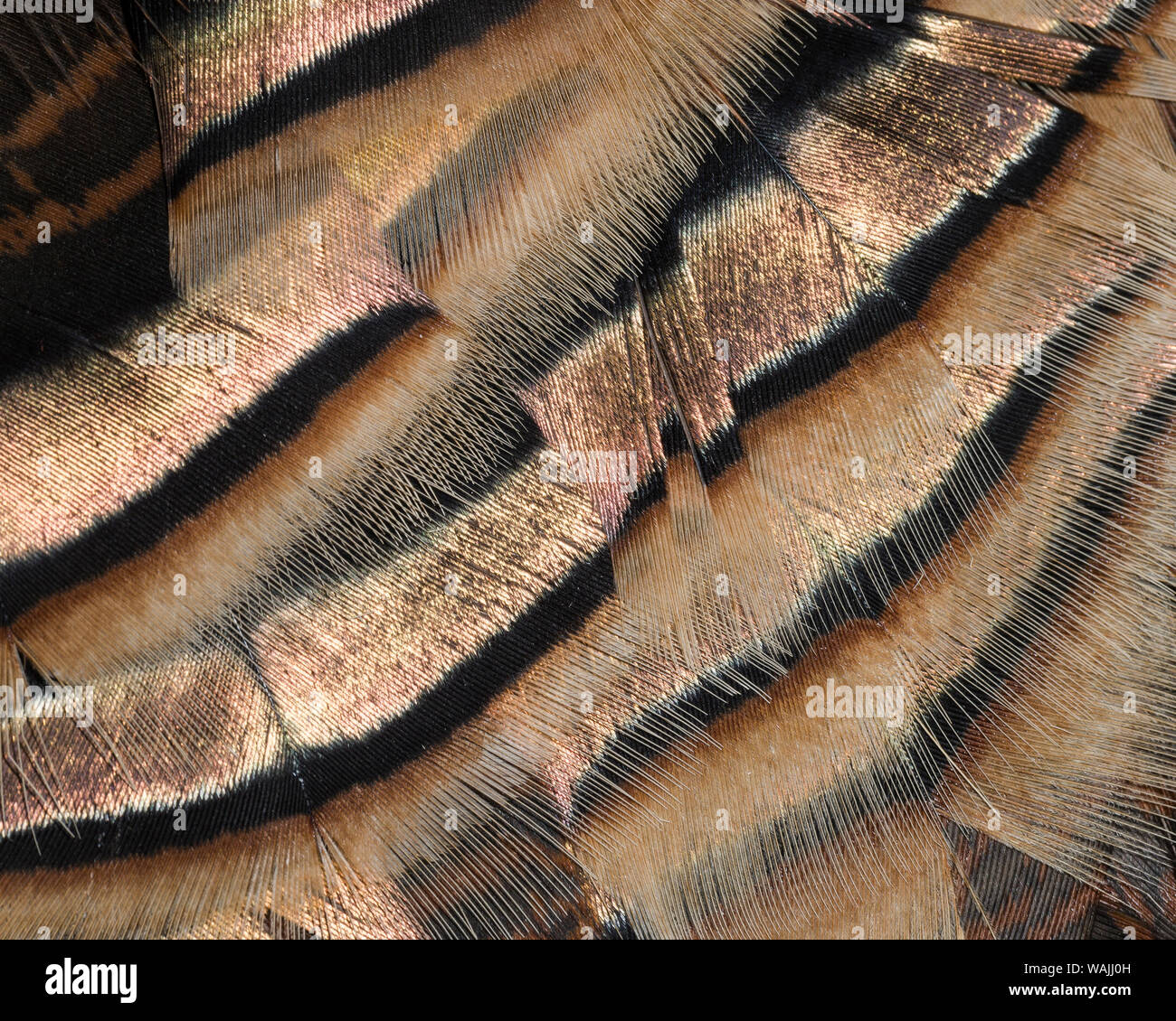 Tail feather hi-res stock photography and images - Alamy