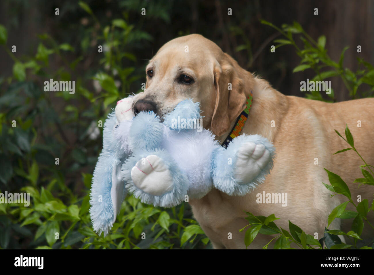 Labrador with stuffed bunny in mouth (PR Stock Photo - Alamy