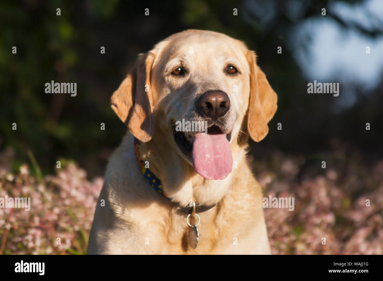 Happy labrador retriever hi-res stock photography and images - Alamy