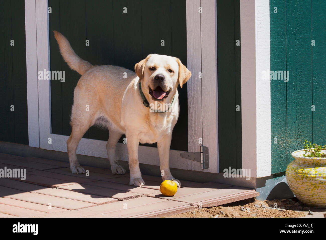 Labrador retriever pr hi-res stock photography and images - Alamy