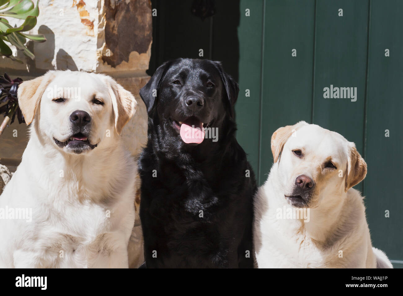 Black and yellow labradors hi-res stock photography and images - Alamy