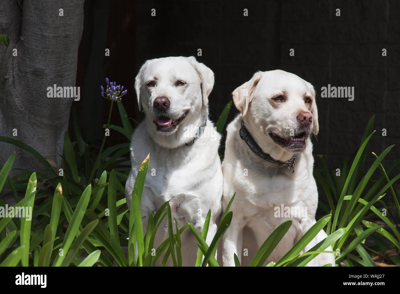 Labrador retriever pr hi-res stock photography and images - Alamy