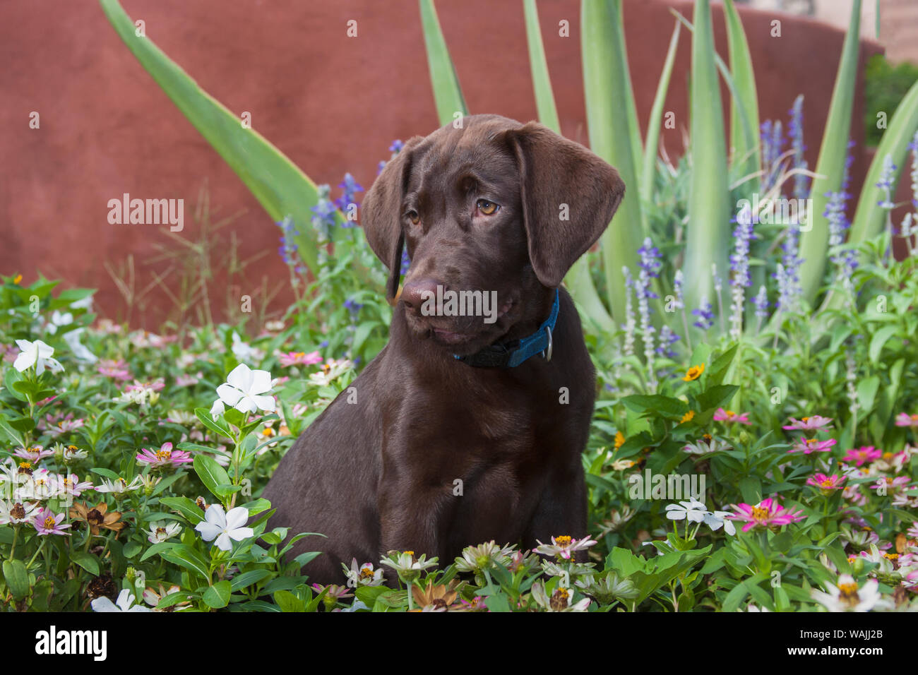 Chocolate Labrador Puppy (PR Stock Photo - Alamy