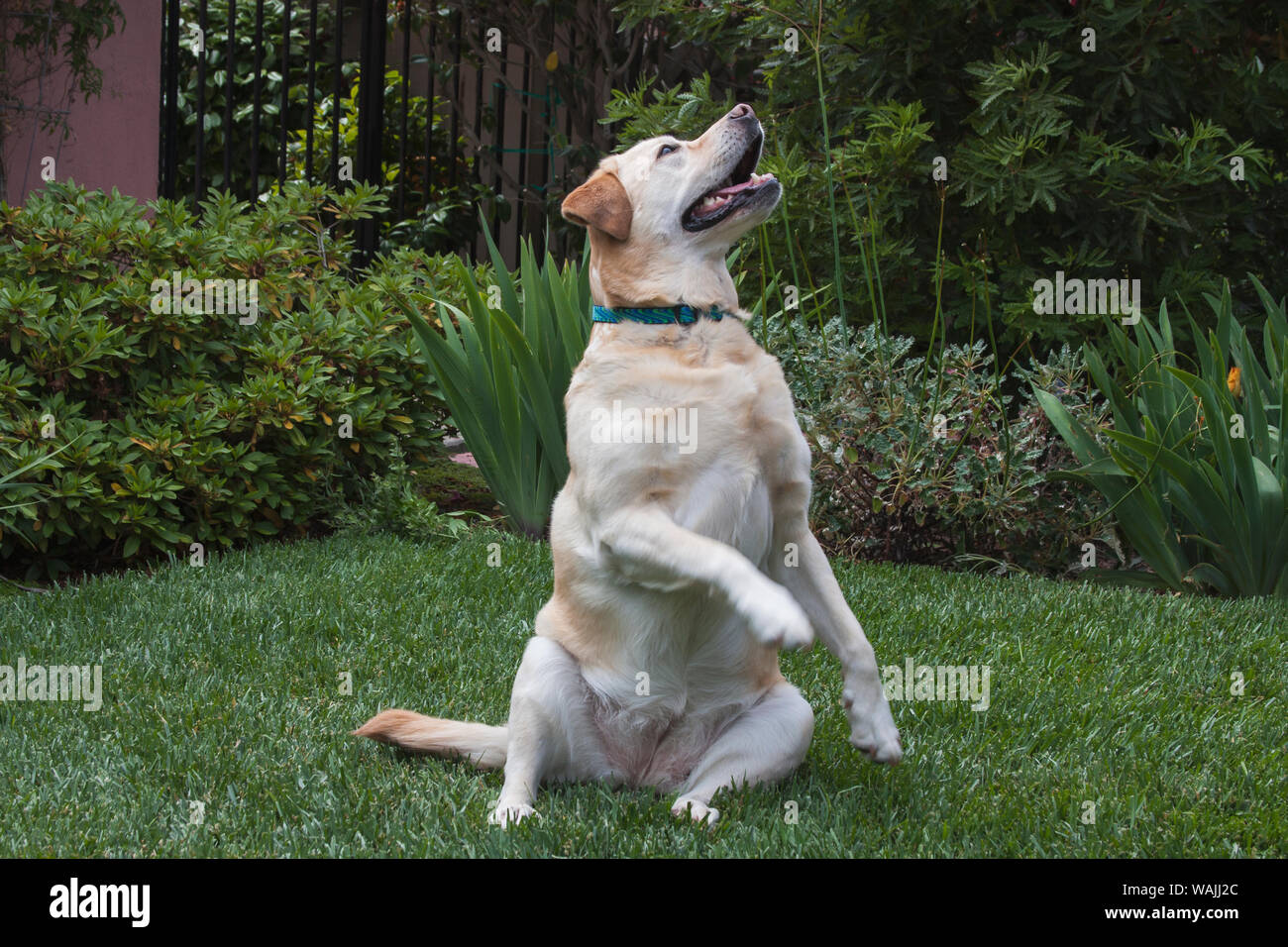 Labrador sitting up Stock Photo - Alamy