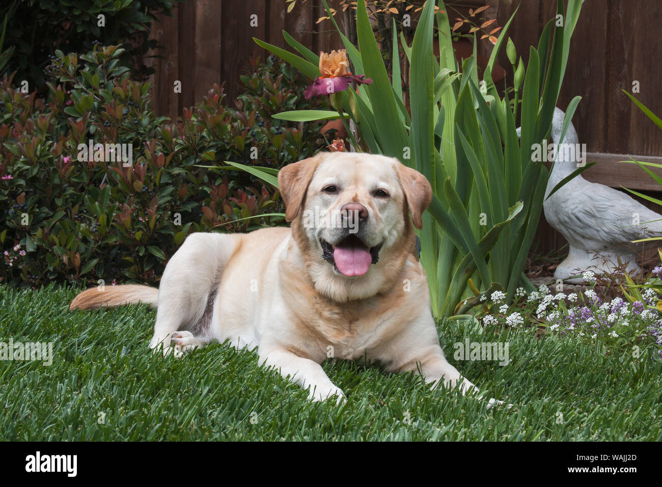 Labrador on lawn Stock Photo - Alamy