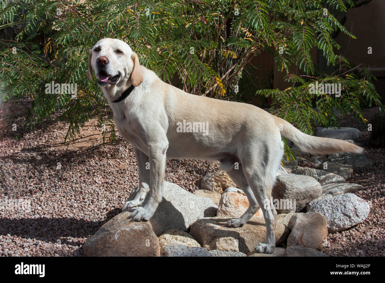 Labrador standing on rocks (PR Stock Photo - Alamy