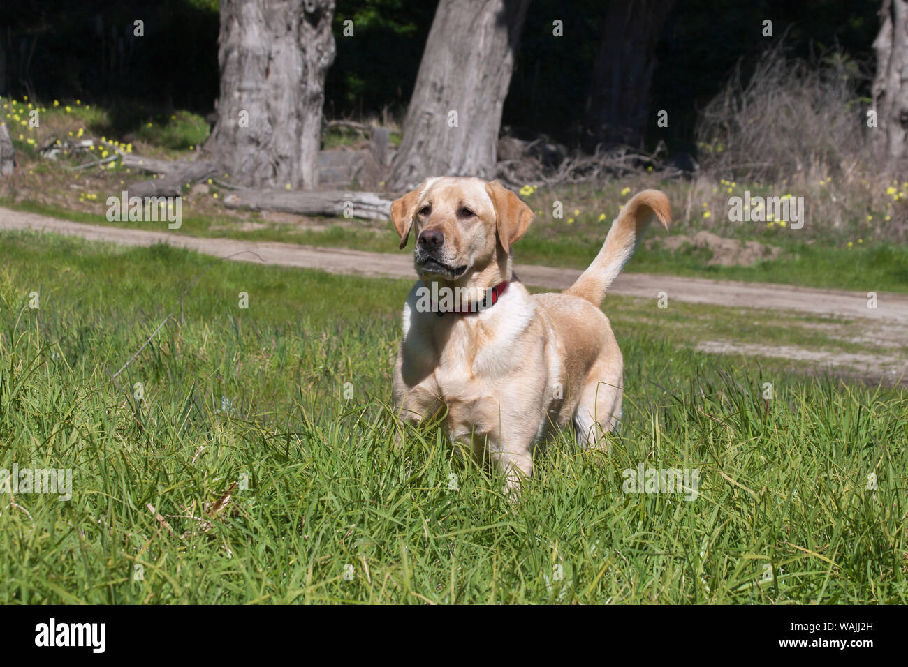 Labrador retriever pr hi-res stock photography and images - Alamy