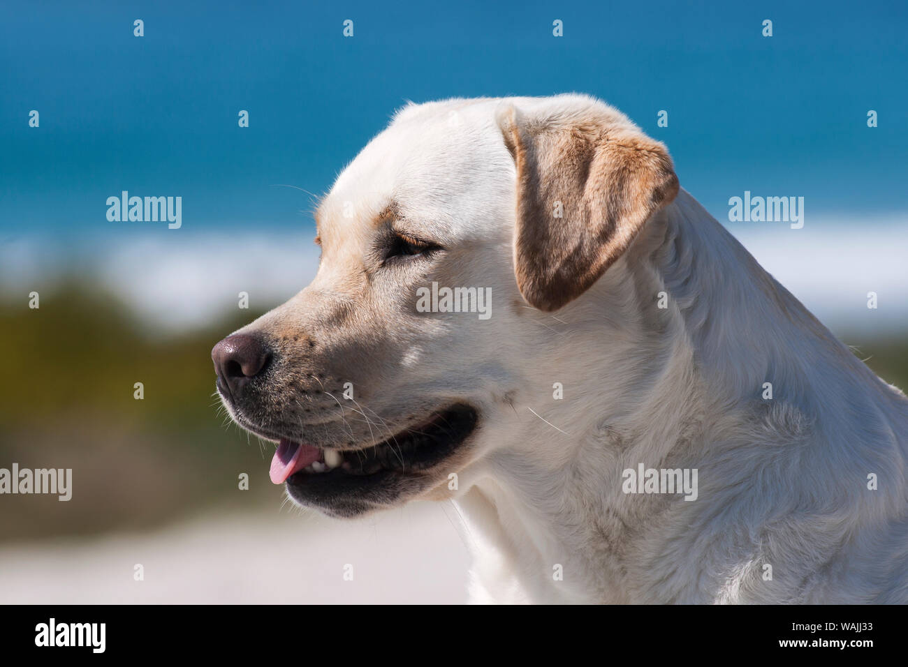 Happy labrador retriever hi-res stock photography and images - Alamy