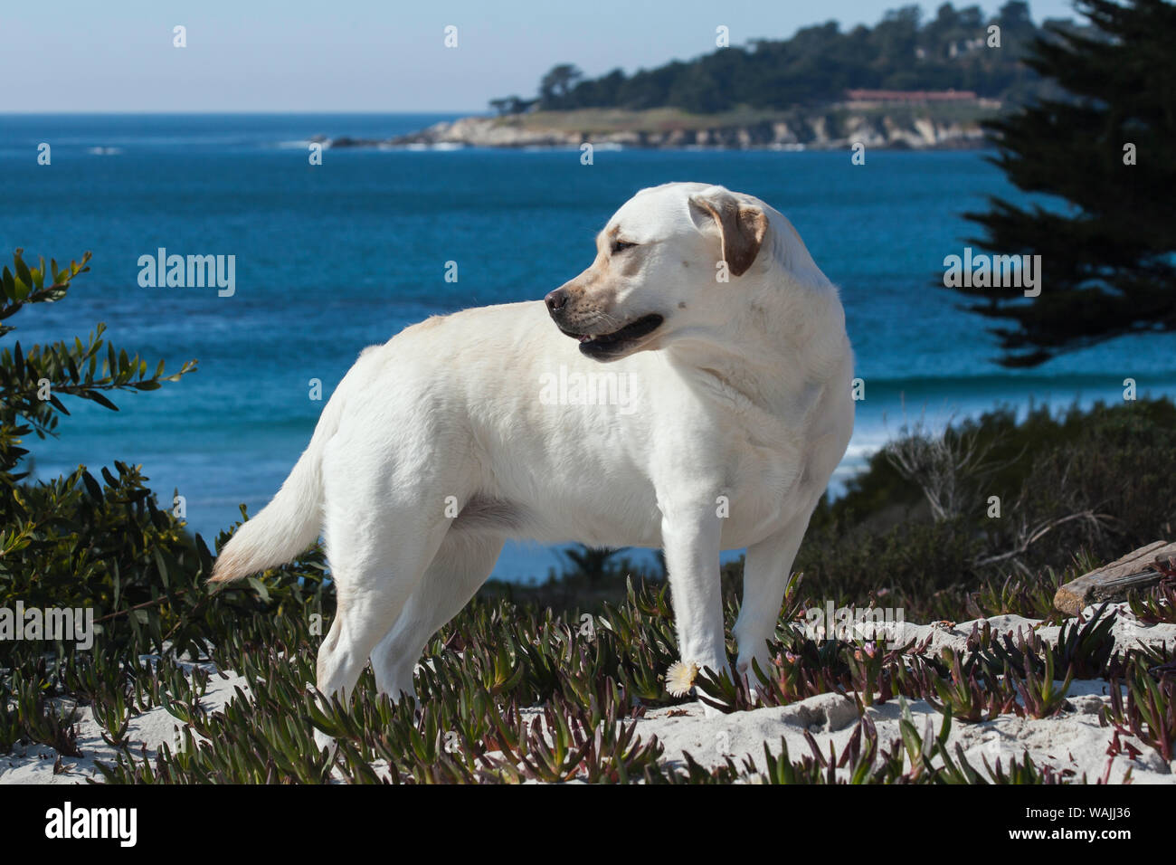 Labrador looking hi-res stock photography and images - Alamy