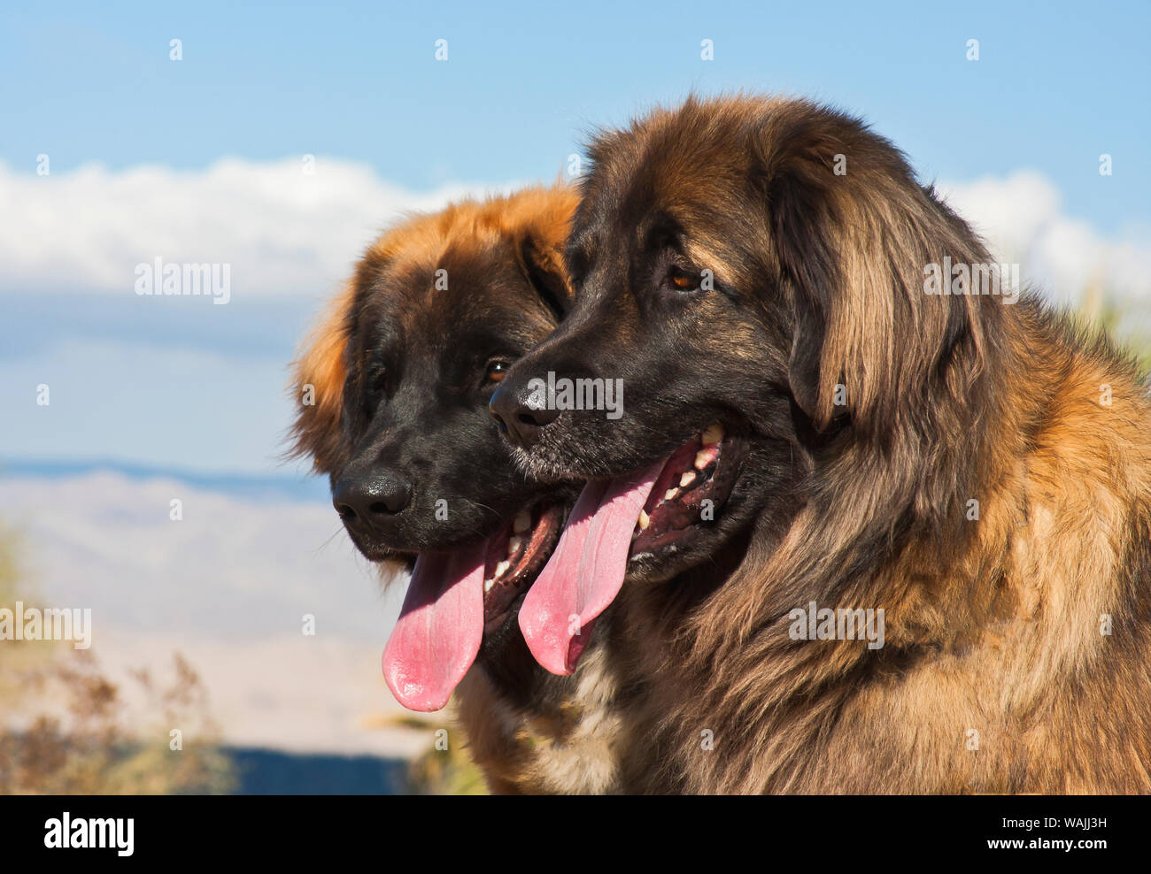 Leonbergers hi-res stock photography and images - Alamy