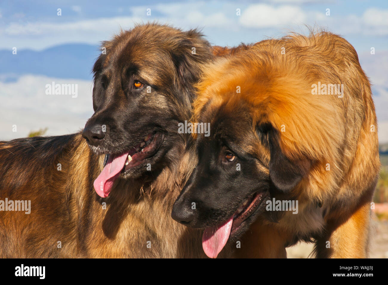 Leonbergers hi-res stock photography and images - Alamy