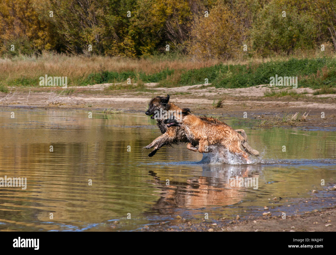 Leonbergers hi-res stock photography and images - Alamy