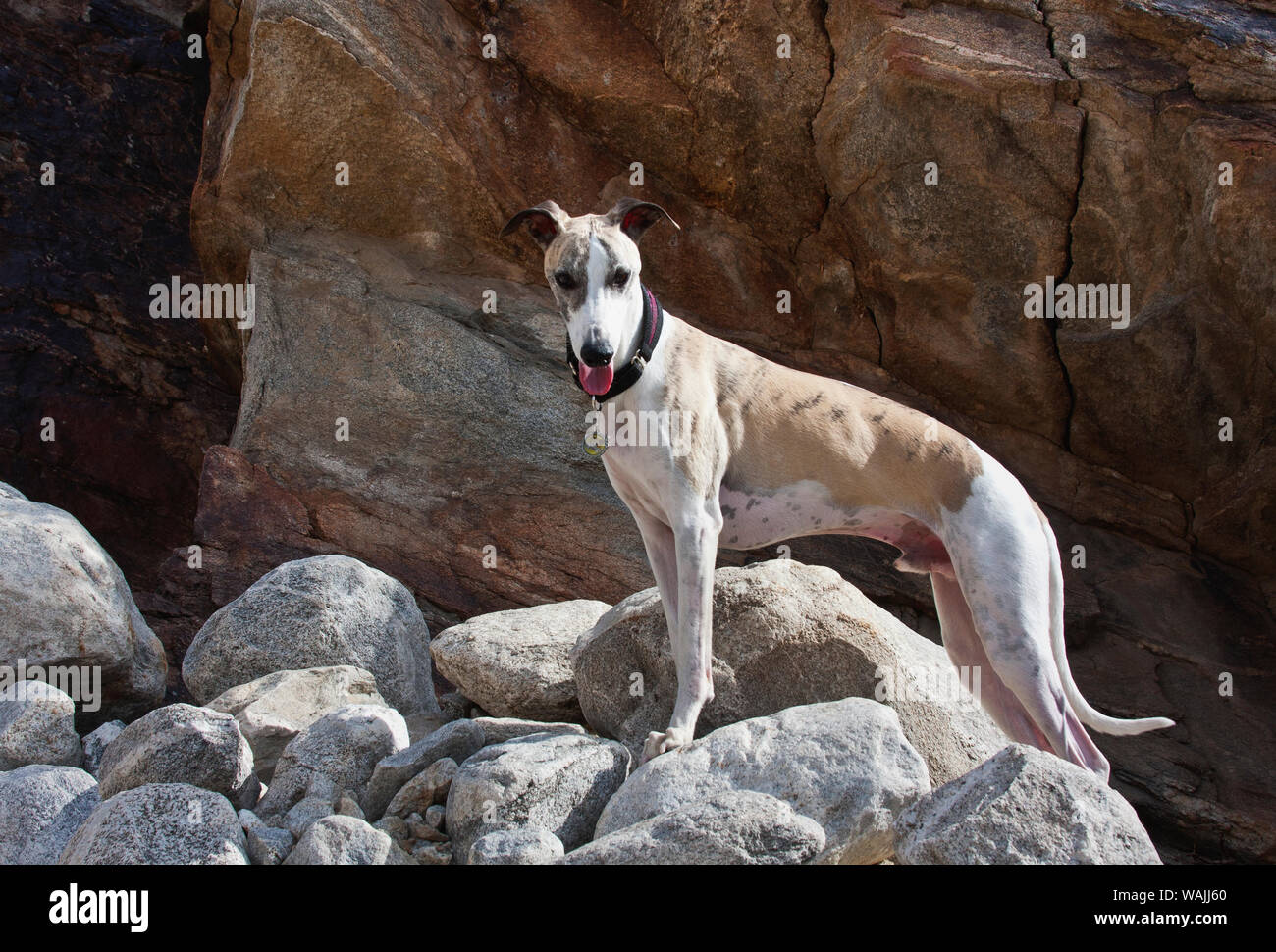 Brindle whippet hi-res stock photography and images - Alamy