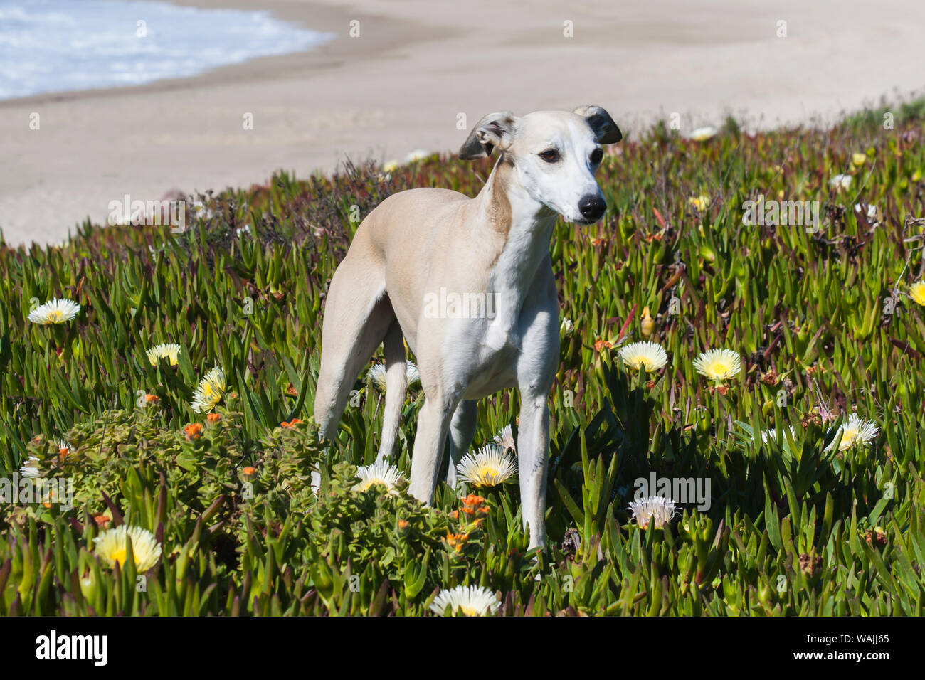 Whippet standing hi-res stock photography and images - Alamy