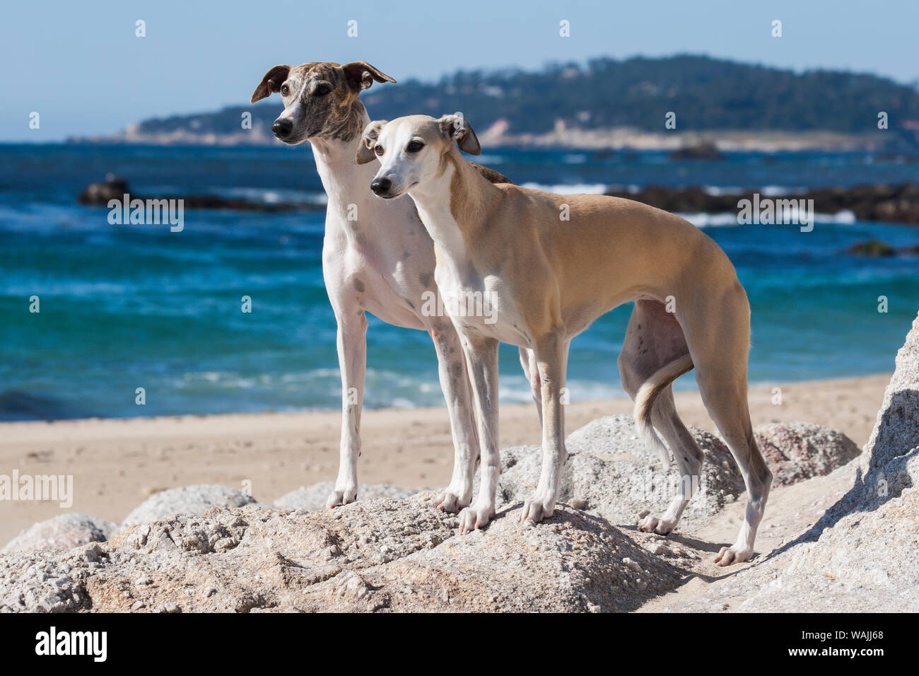 Two whippets hi-res stock photography and images - Alamy