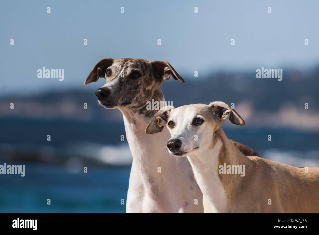 Two whippets hi-res stock photography and images - Alamy