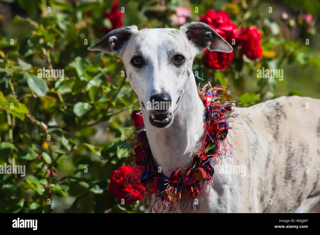 Whippet and Red Roses Stock Photo - Alamy
