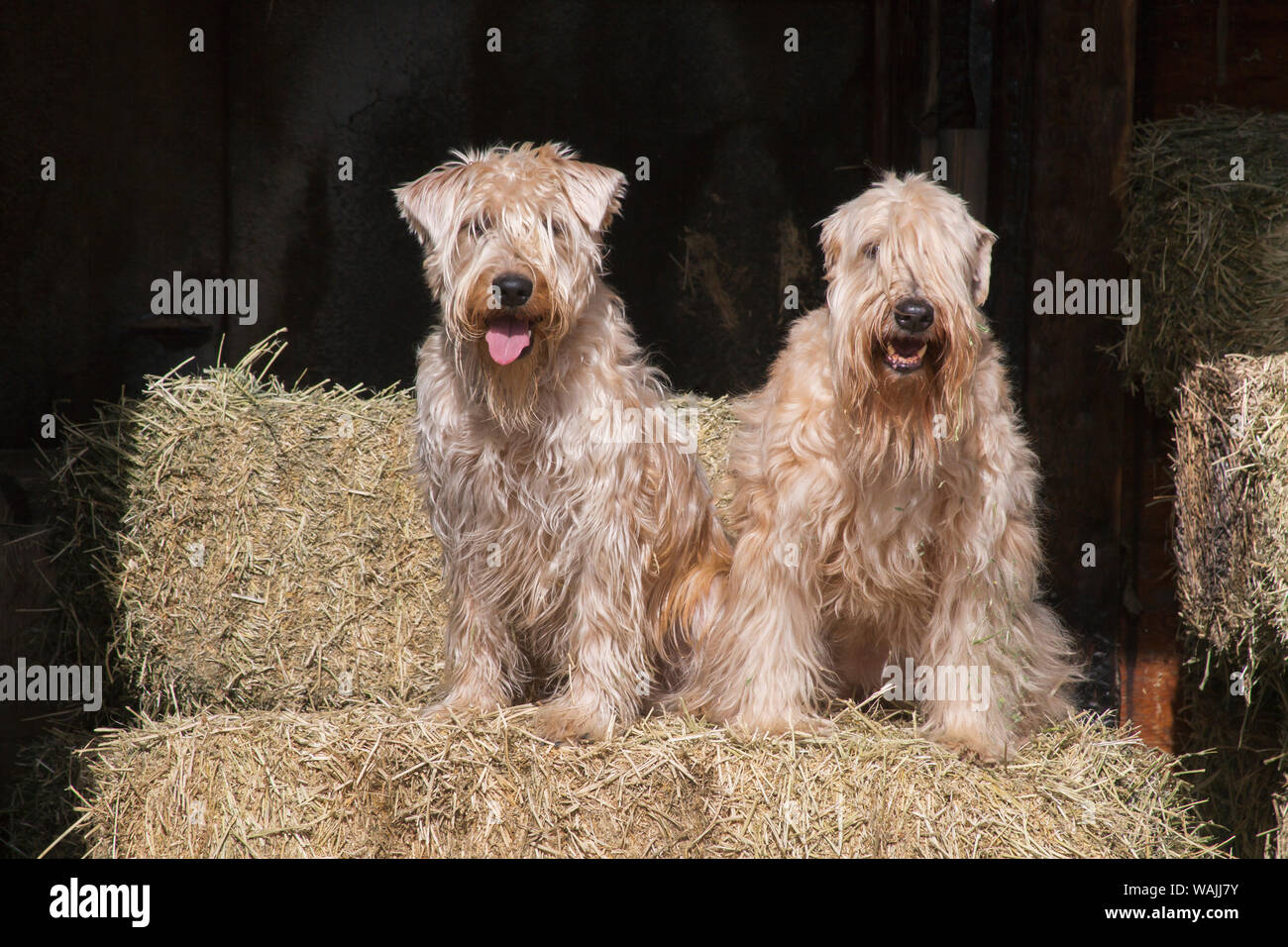 Happy terriers hi-res stock photography and images - Alamy