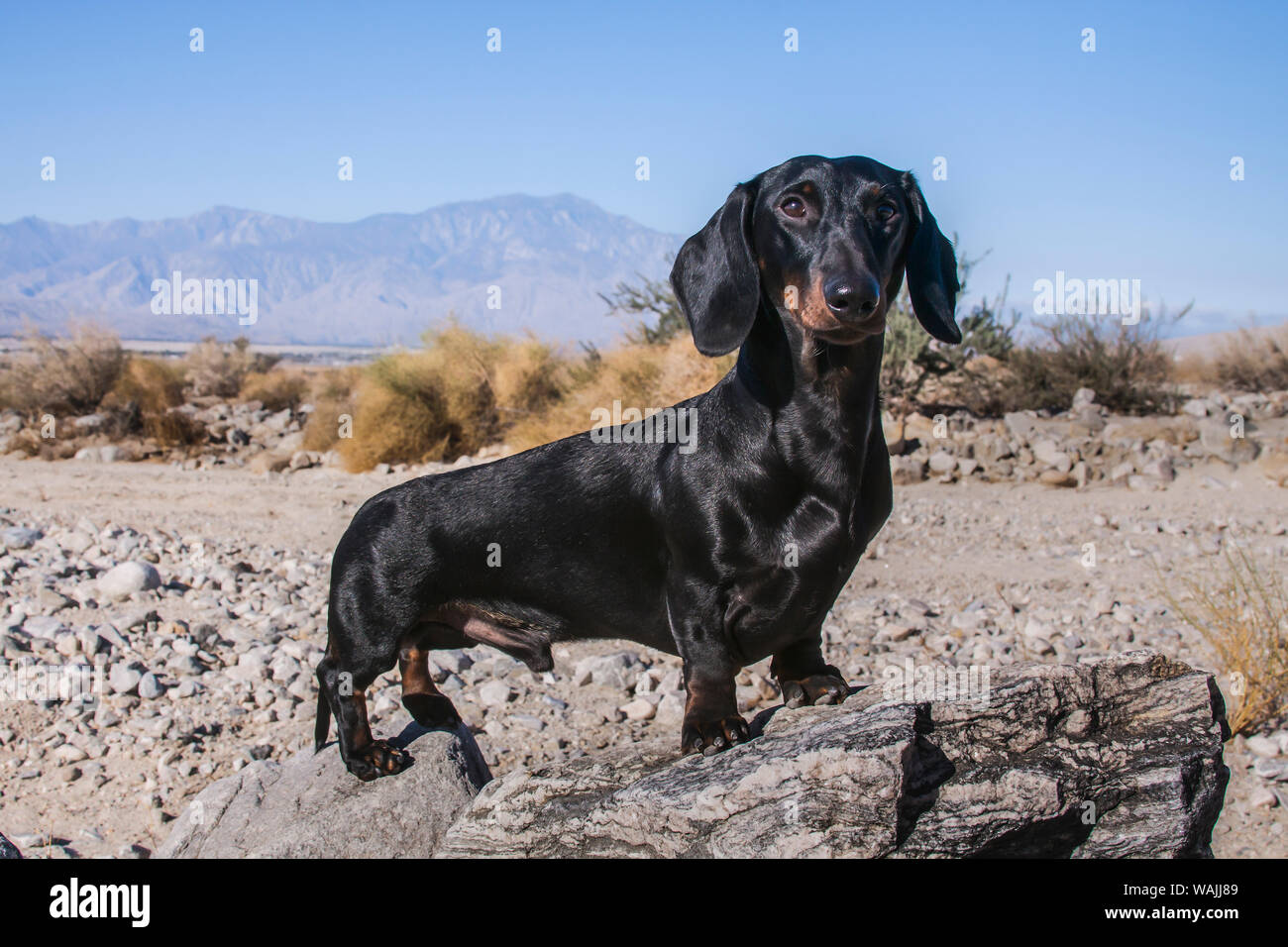 Smooth coat dachshund hi-res stock photography and images - Alamy